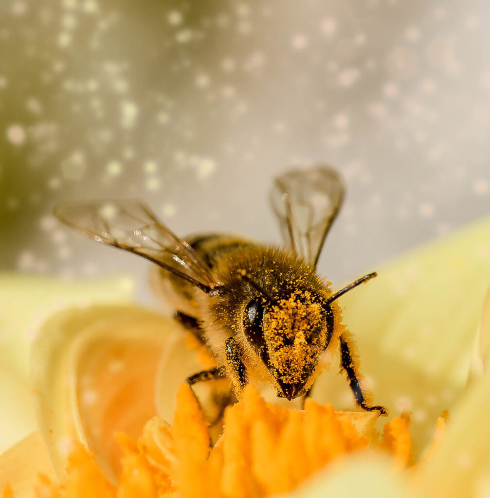 Issue Nutrition and Forage Needs – California State Beekeepers
